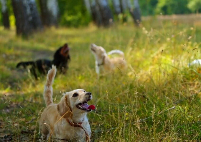 Top 10 Least Aggressive Dog Breeds for Children - Least Likely to Bite ...