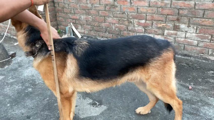 Size Them Up: The Ultimate Guide on How Accurately Measuring Your Dog's ...