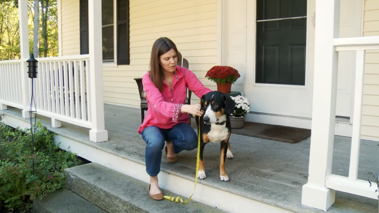 Size Them Up: The Ultimate Guide on How Accurately Measuring Your Dog's ...
