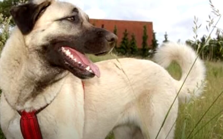 Size Them Up: The Ultimate Guide on How Accurately Measuring Your Dog's ...