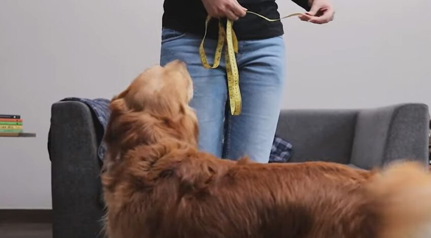 Size Them Up: The Ultimate Guide on How Accurately Measuring Your Dog's ...