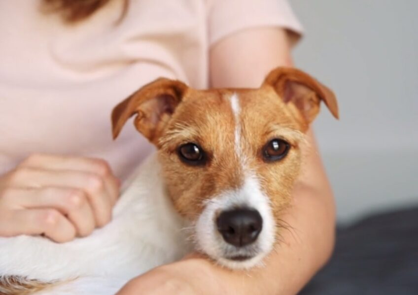 Top 10 Least Aggressive Dog Breeds for Children - Least Likely to Bite ...